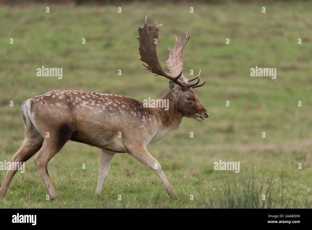 Fallow Deer at Bradgate Park Stock Photo - Alamy