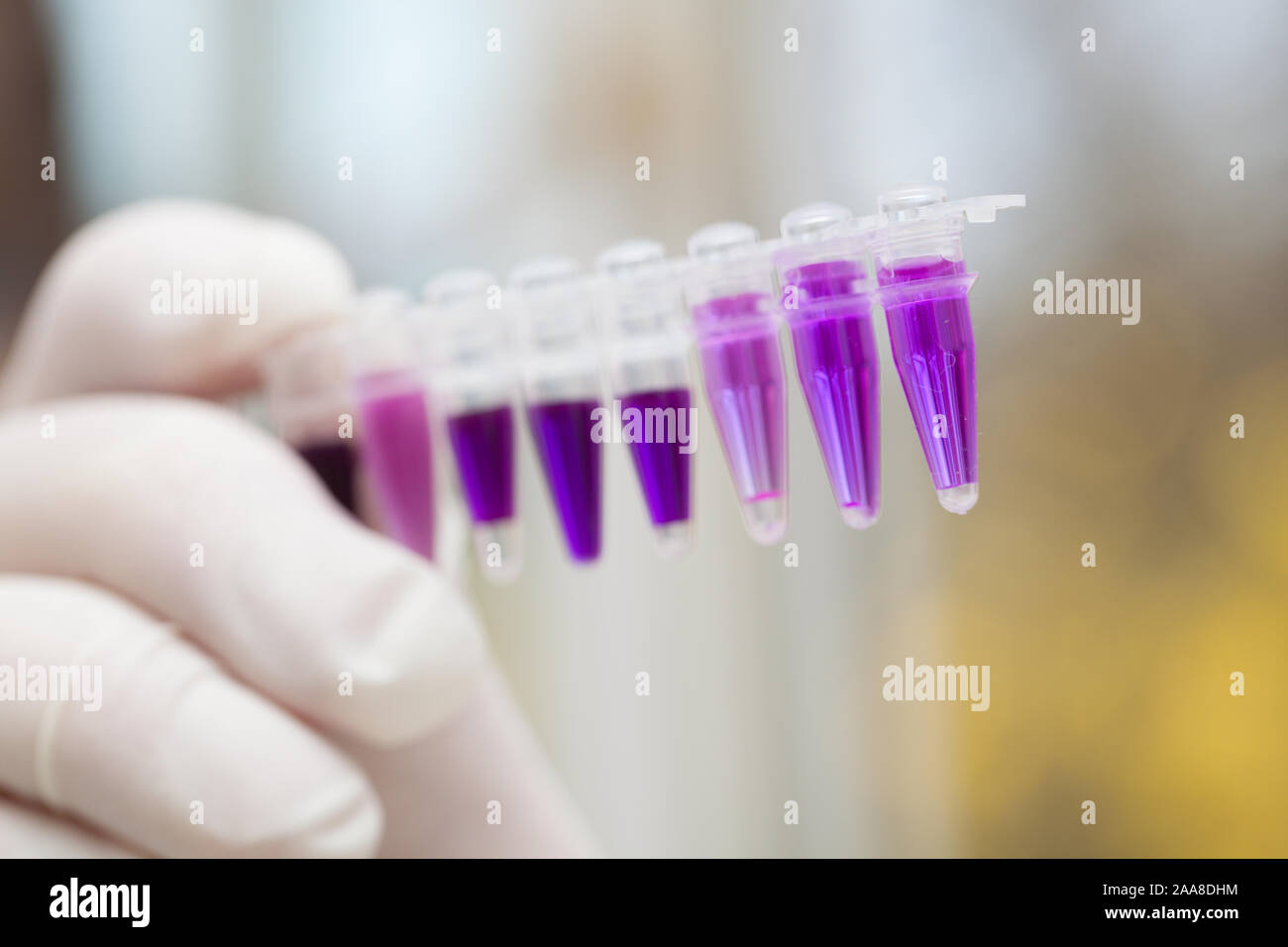 PCR Strip test tube in the laboratory Stock Photo - Alamy