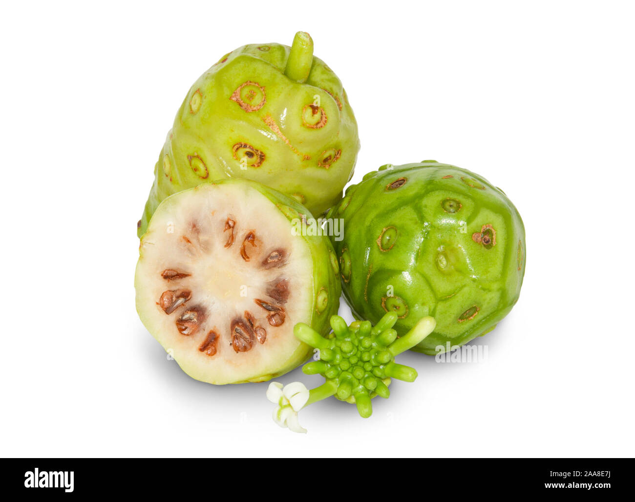 noni or Morinda Citrifolia and slice isolated on white background Stock ...
