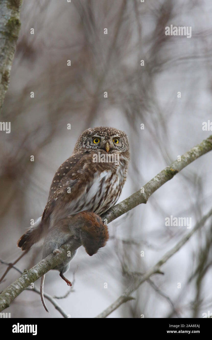 Eurasian pygmy owl (Glaucidium passerinum) with a bank vole Stock Photo ...