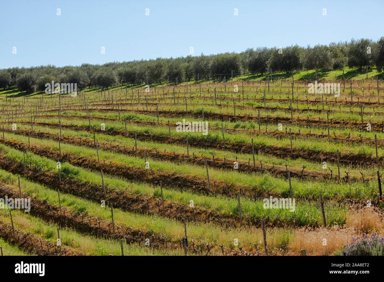 Devon Valley vineyards in Stellenbosch, South Africa Stock Photo - Alamy