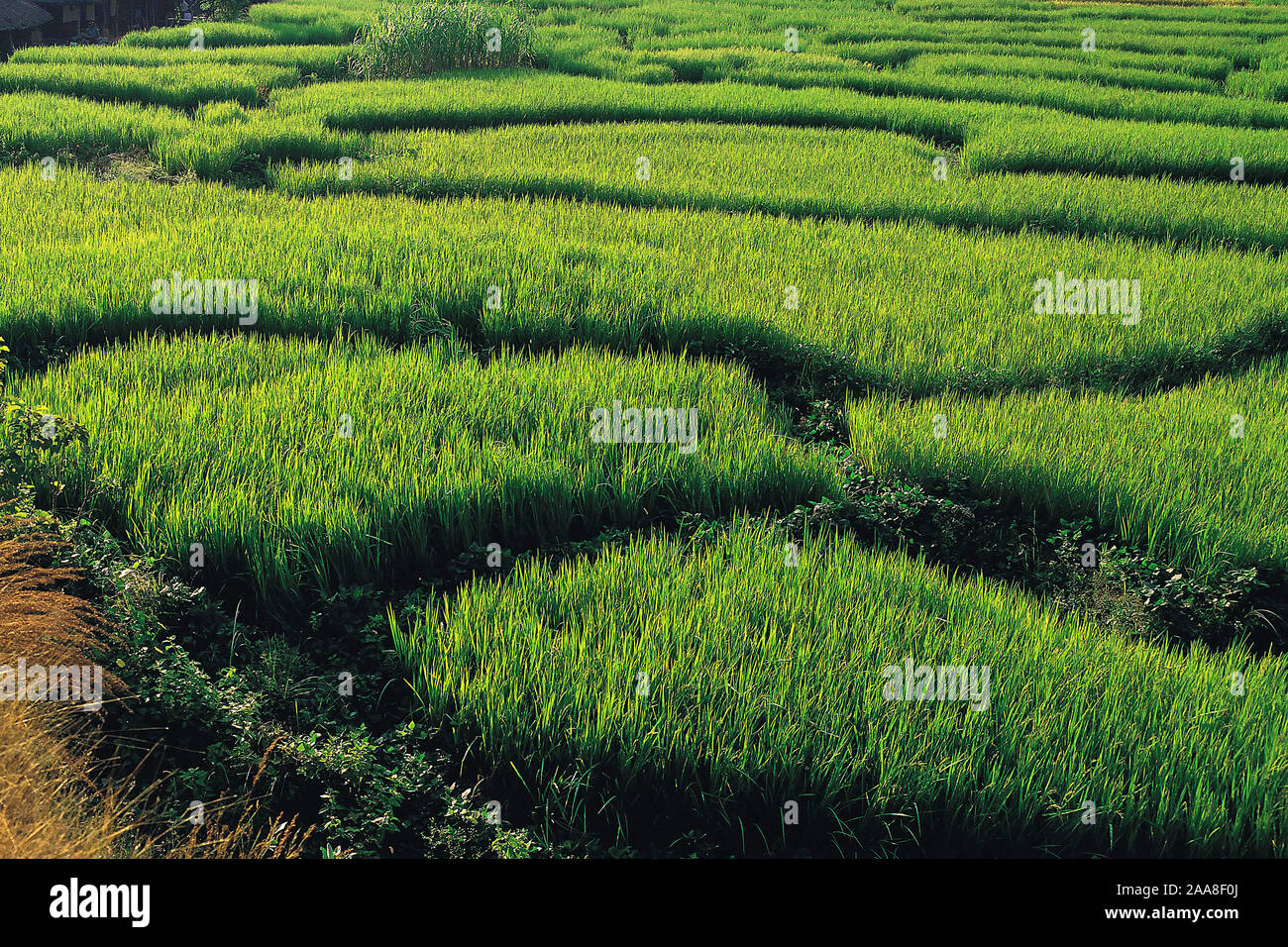 Wide rice fields hi-res stock photography and images - Alamy