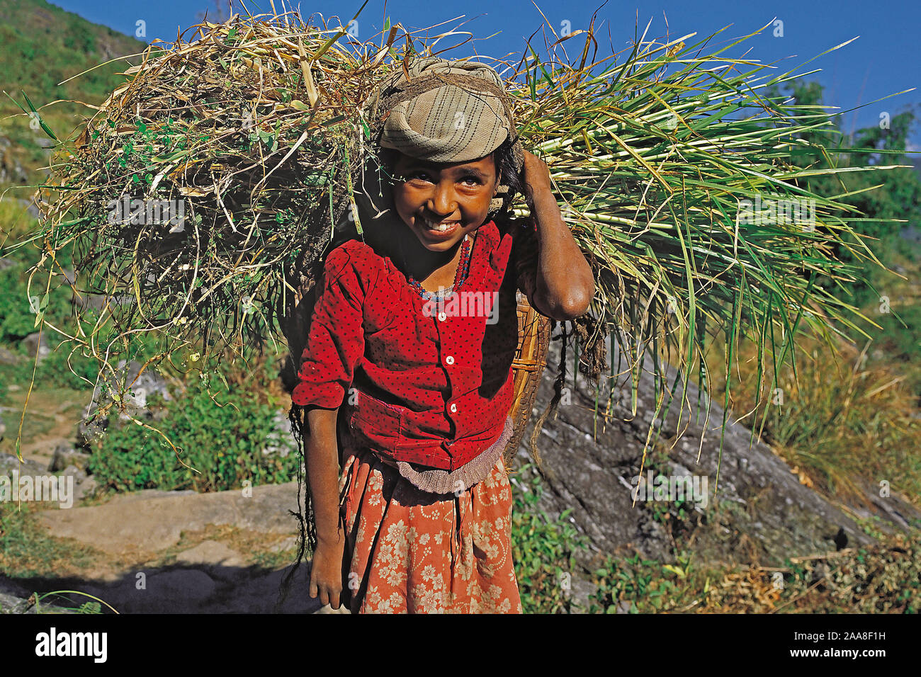 Smiling Bhote girl carries fodder for her buffalo home to her village ...
