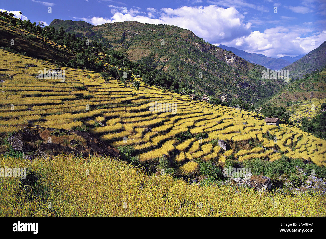Terraced rice fields hillside hi-res stock photography and images - Alamy