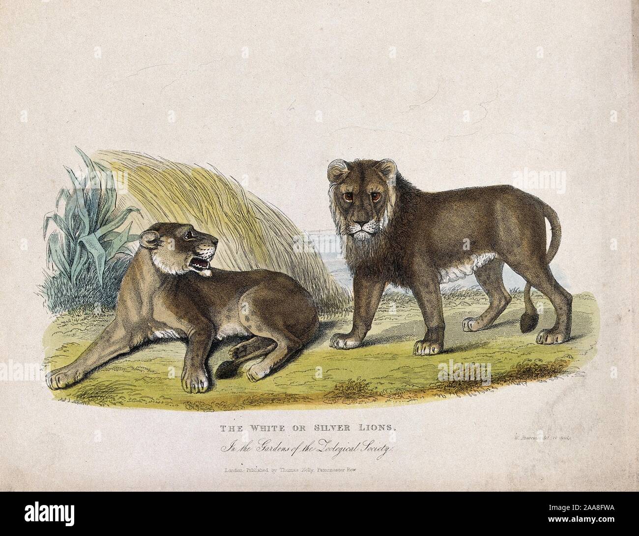 Silver lions hi-res stock photography and images - Alamy