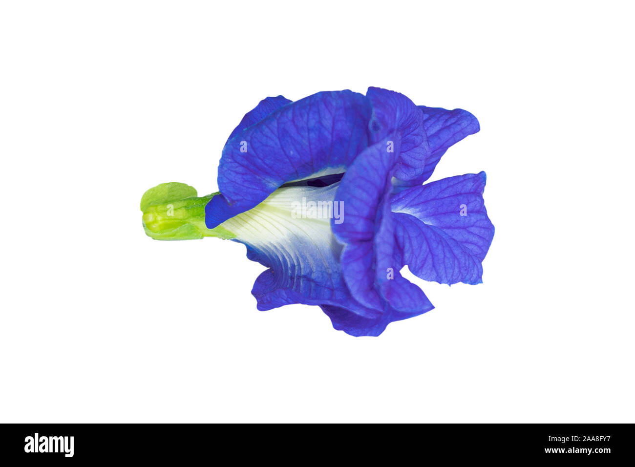 Fresh Butterfly pea, Pea flowers isolated on white background Stock ...