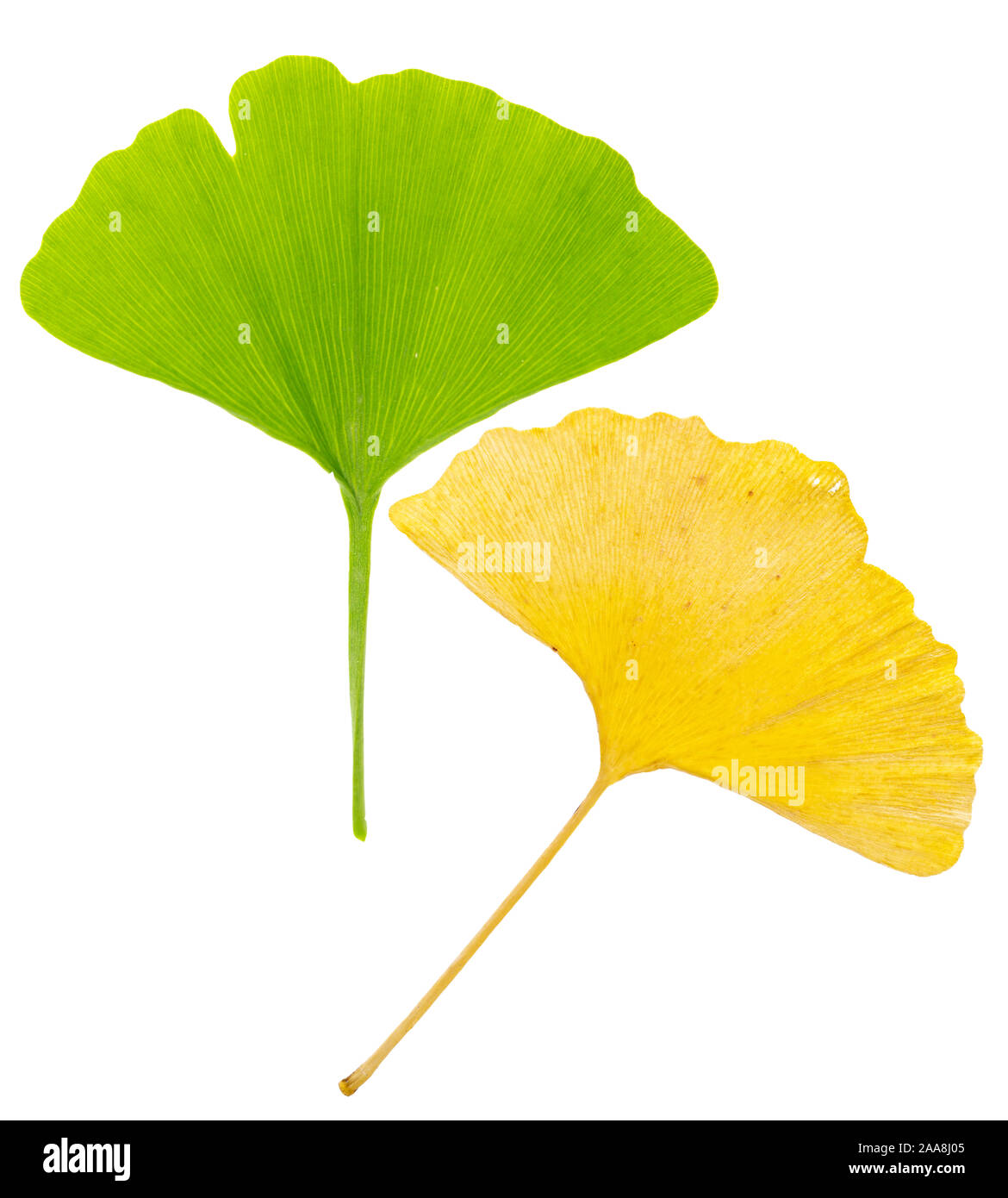 young green gingko leaf and old yellow ginko leaf diagonal as symbol of ...