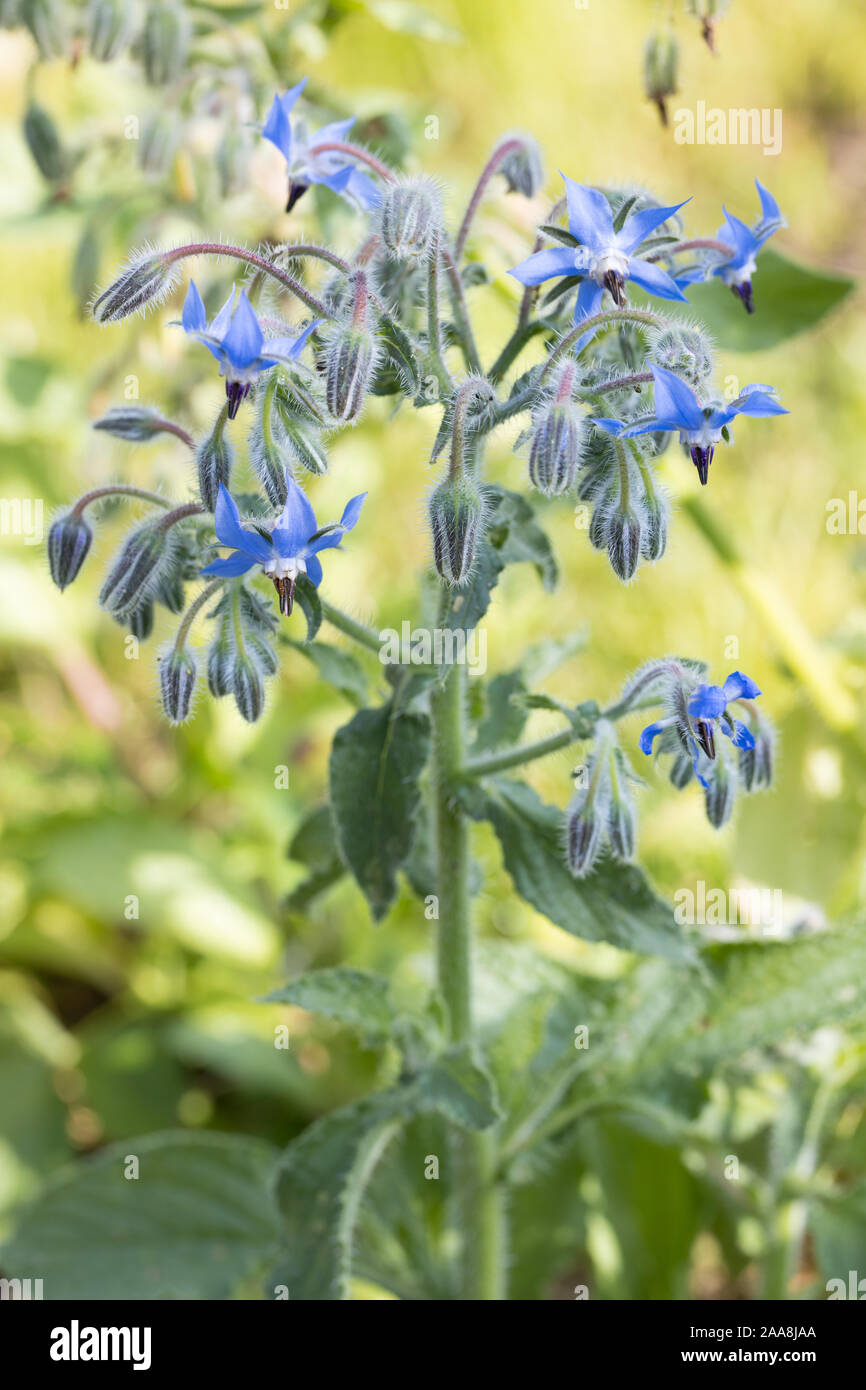 Starflower hi-res stock photography and images - Alamy