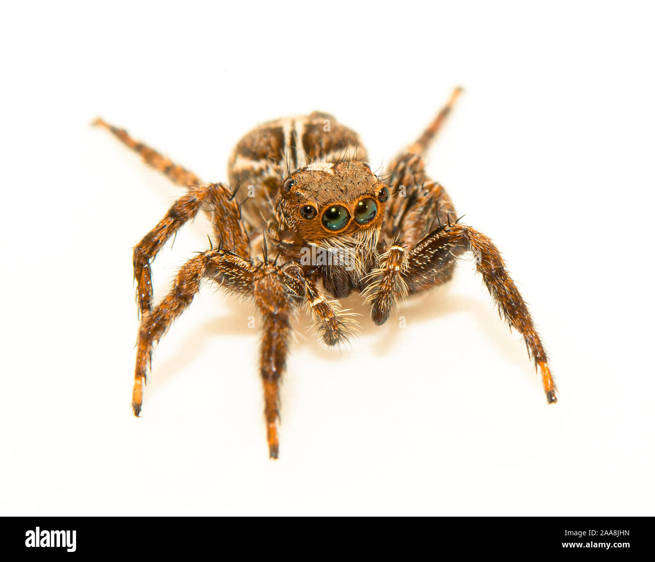 jumping spider isolated on white background Stock Photo - Alamy