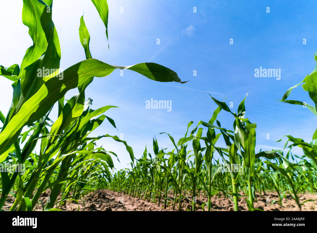 Row young corn seedlings hi-res stock photography and images - Alamy
