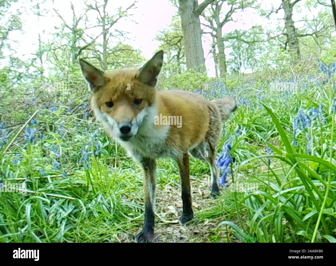 Vixen fox cubs hi-res stock photography and images - Alamy