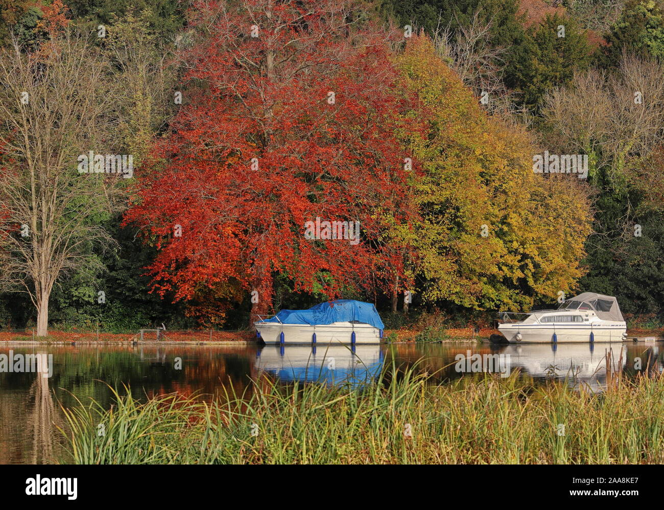 Boats on river reeds hi-res stock photography and images - Alamy