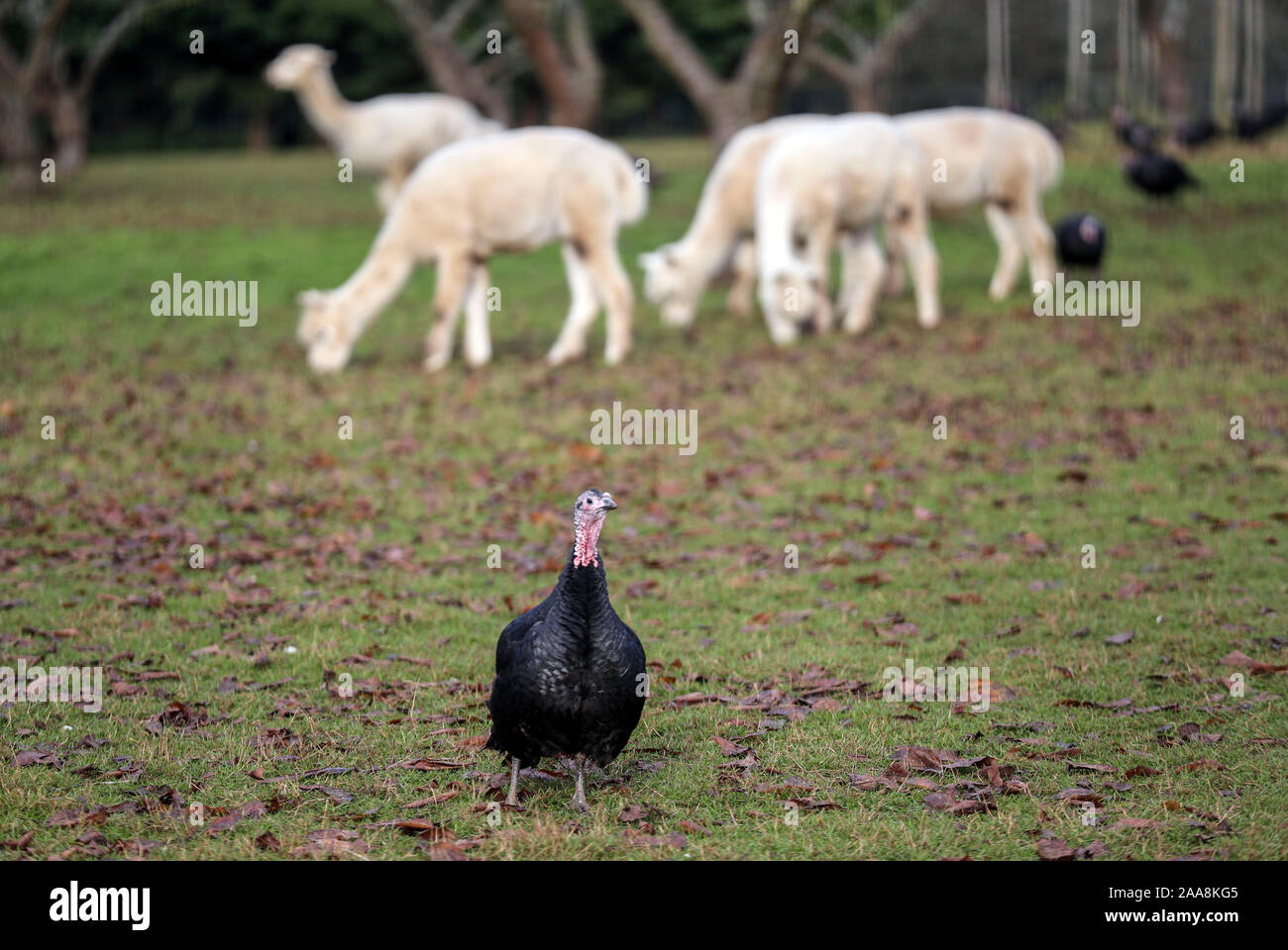 Alpacas Copas Traditional Turkeys High Resolution Stock Photography and ...