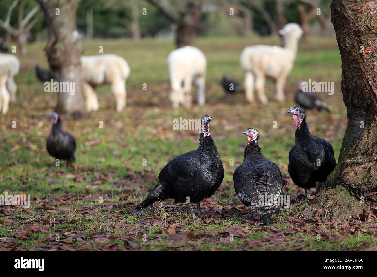 Alpacas copas traditional turkeys hi-res stock photography and images ...