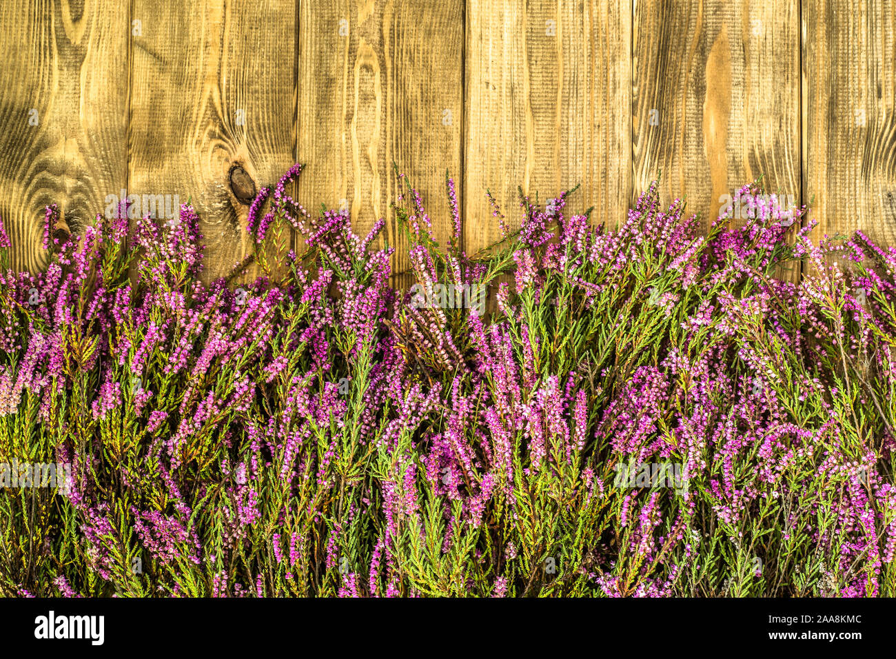 Heather flowers, autumn background, floral frame Stock Photo - Alamy