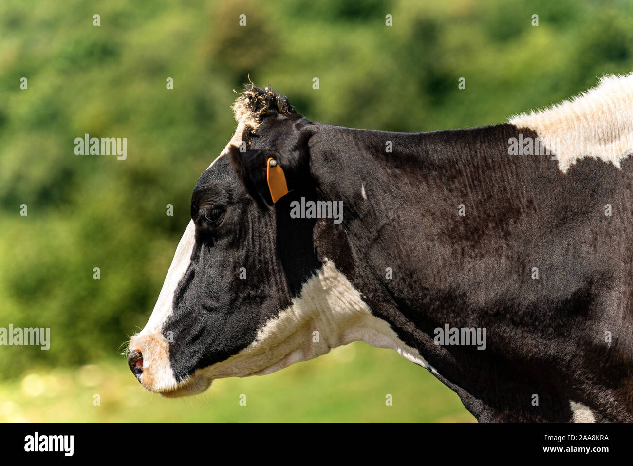 Cow Face Profile