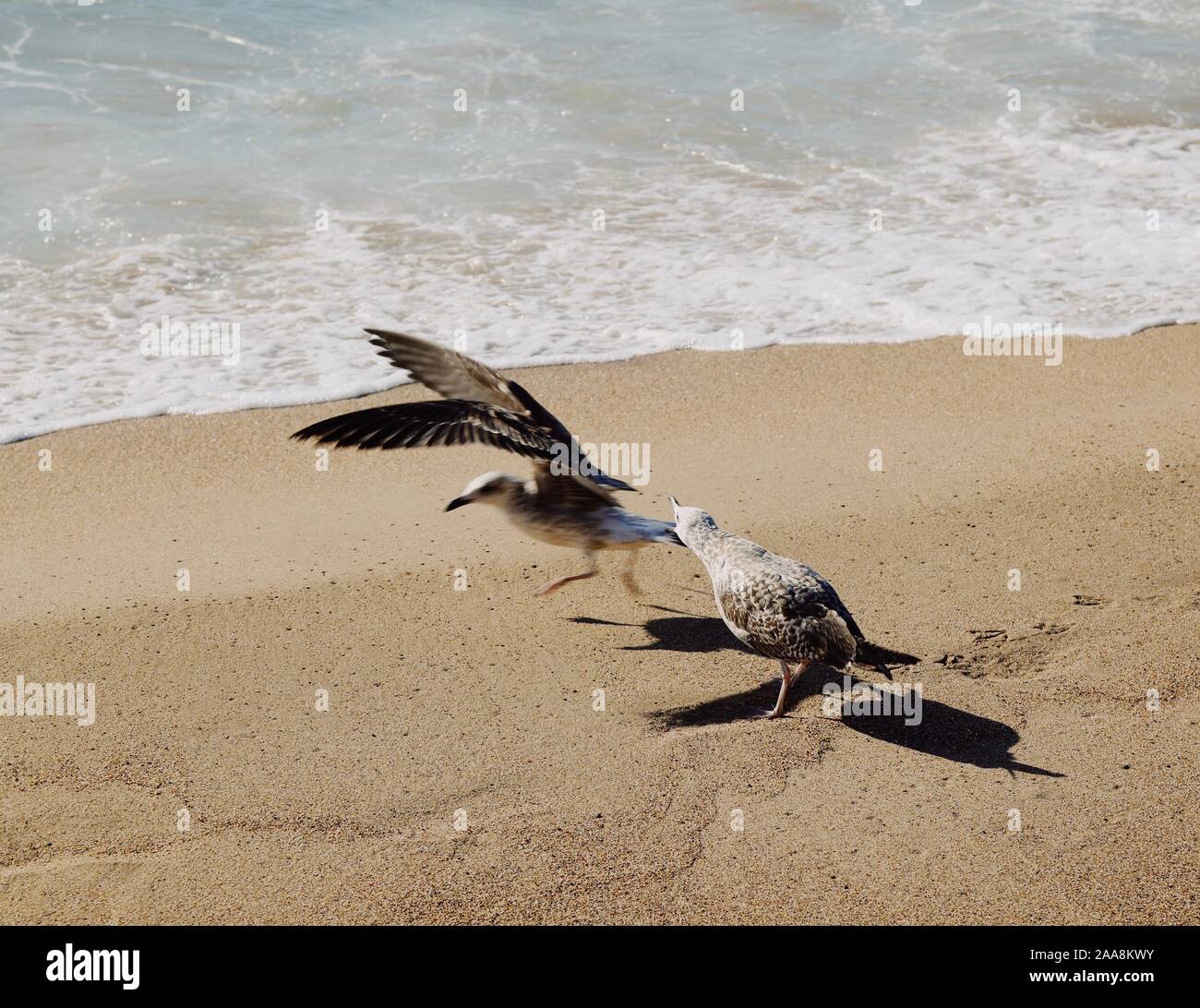 Seagulls at seashore hi-res stock photography and images - Alamy