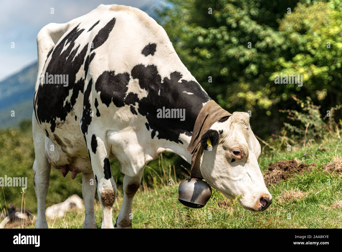 White and black dairy cow with cowbell in a mountain pasture, Italian ...