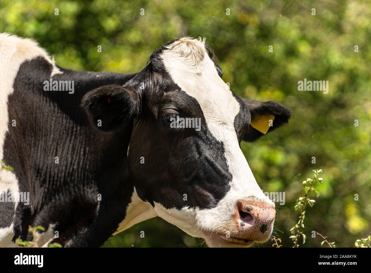 Friesian cattle, Head of a white and black dairy cow. Italian Alps ...