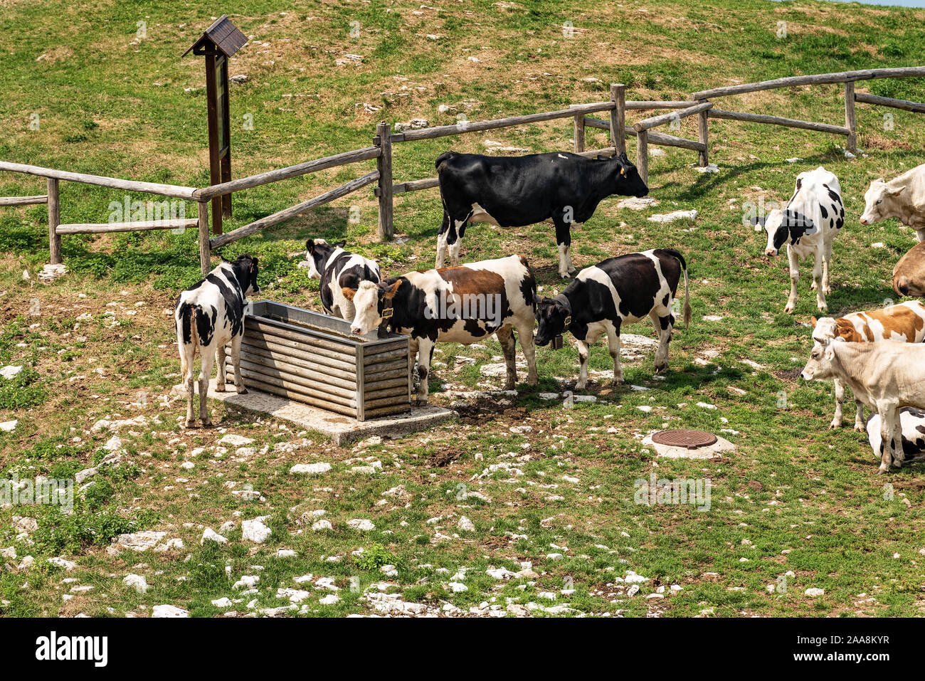 Herd of cows graze and drink water. Mountain pasture. Italian Alps ...