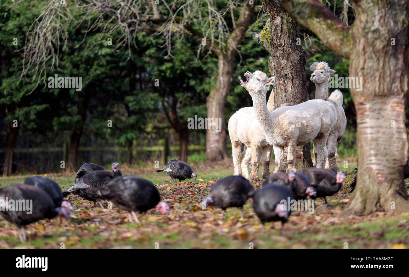 Bronze alpacas hi-res stock photography and images - Alamy