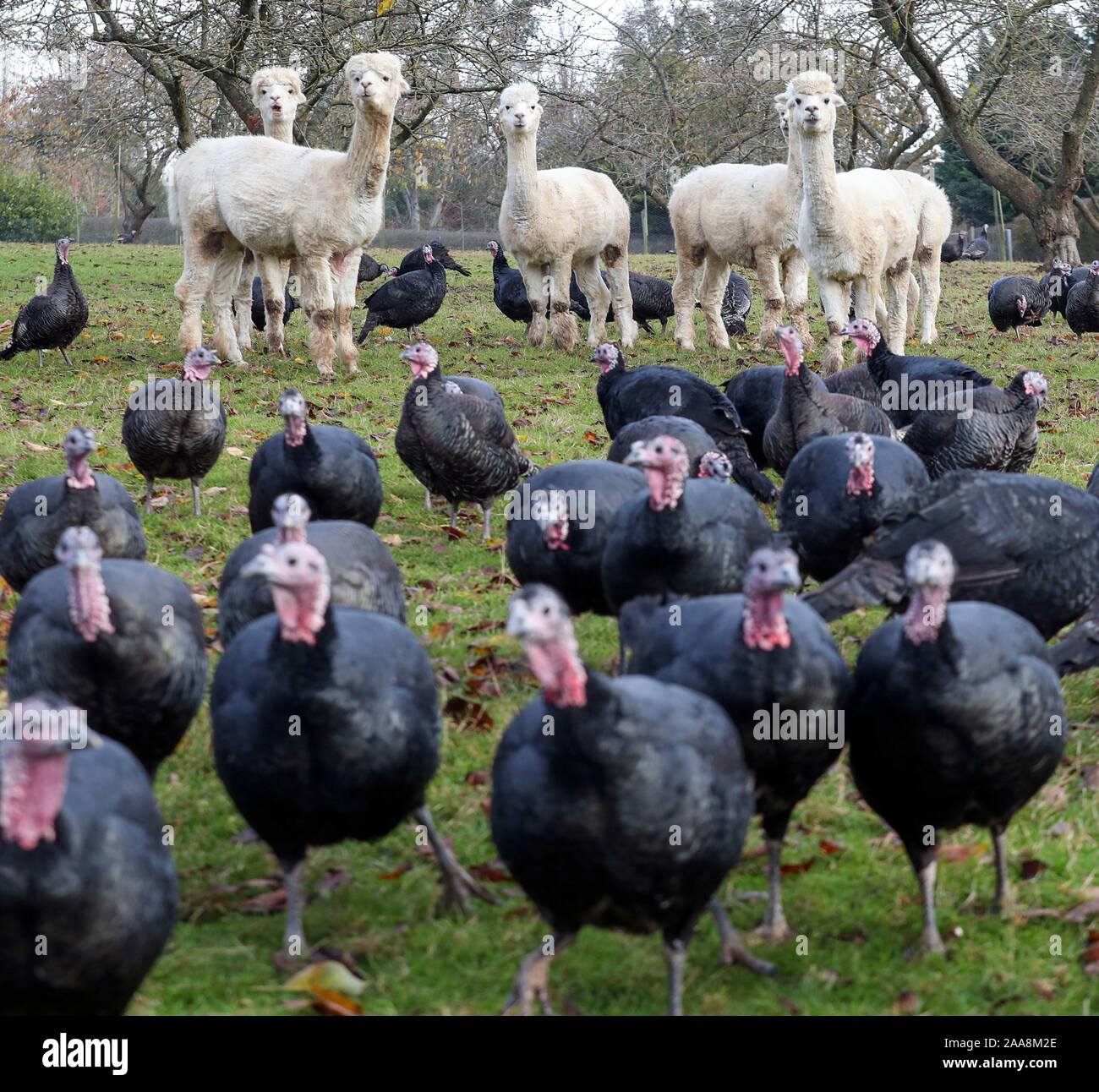 Bronze alpacas hi-res stock photography and images - Alamy