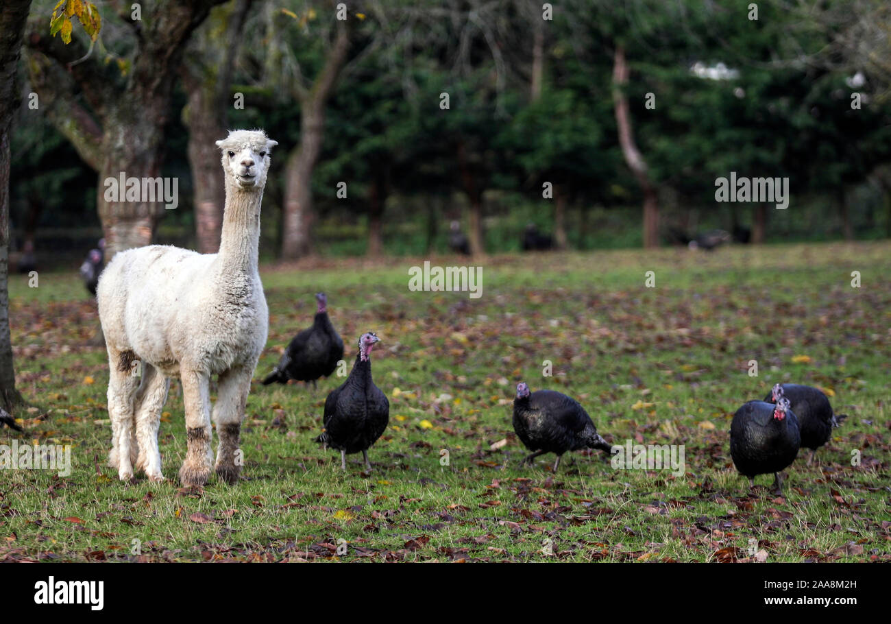 Bronze turkeys are guarded from foxes by Alpacas at Copas Traditional ...
