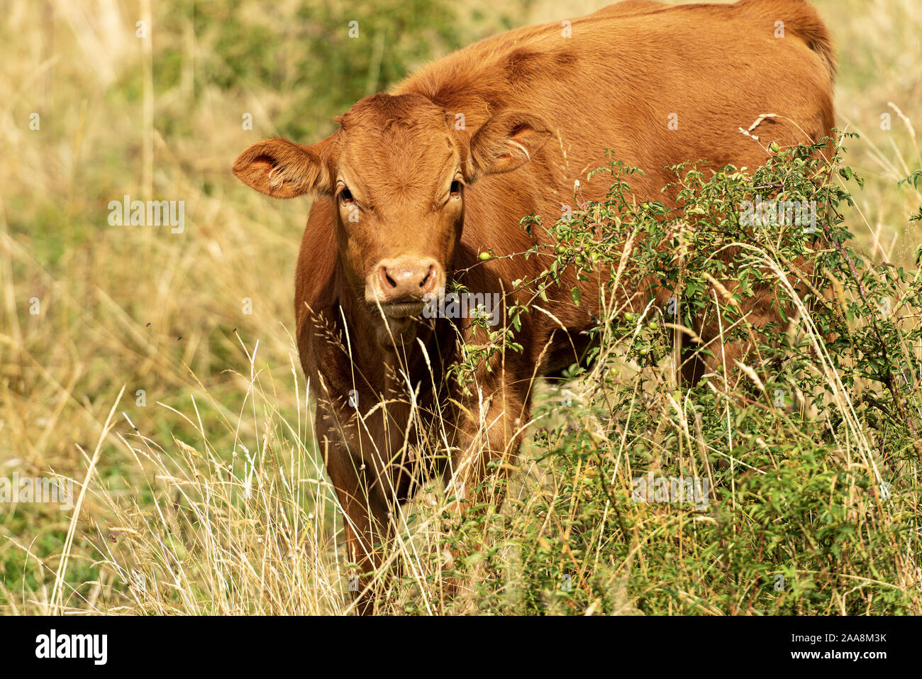 Curious brown calf looking at camera on a mountain pasture with green ...