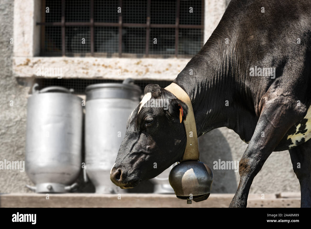 Close-up of a black dairy cow with cowbell and milk cans in a dairy ...