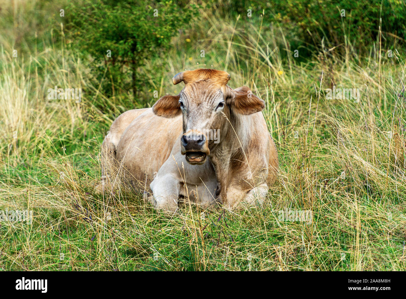 Italian brown cattle hi-res stock photography and images - Alamy