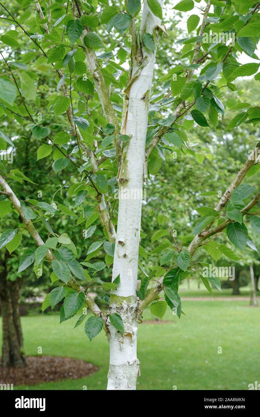 Birke doorenbos hi-res stock photography and images - Alamy