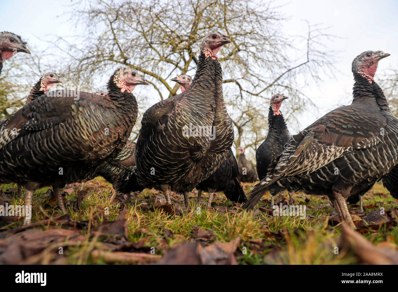 Alpacas copas traditional turkeys hi-res stock photography and images ...