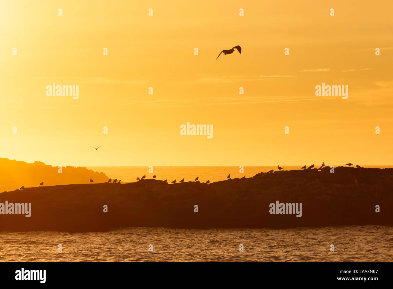 Seagull birds at the beach during sunset hi-res stock photography and ...