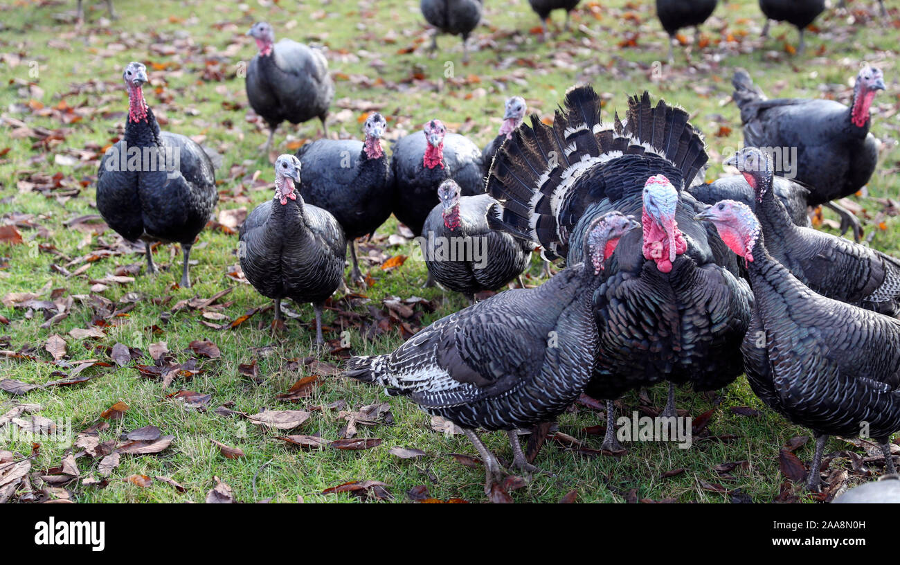 Steve parsons pa wire hi-res stock photography and images - Alamy