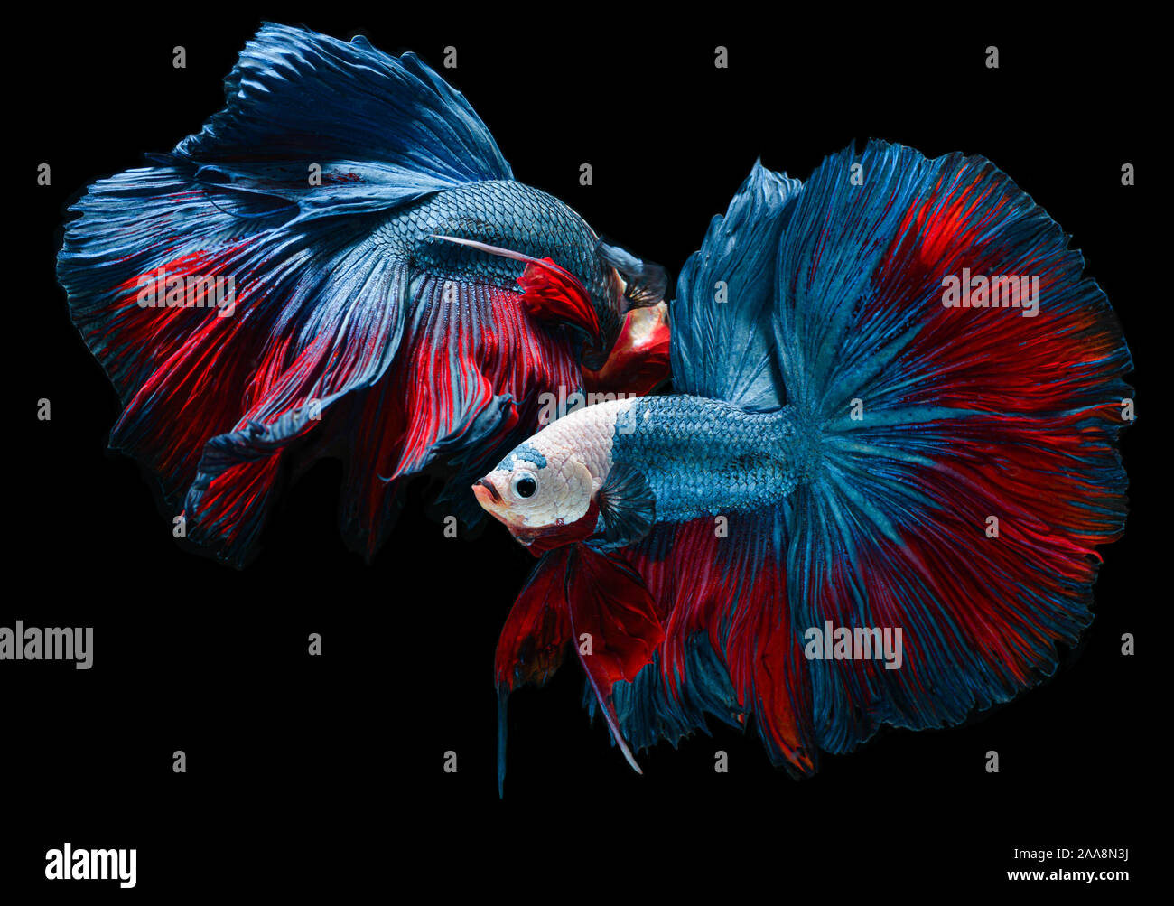Red and blue Betta Saimese fighting fish with flutter waver fins ...
