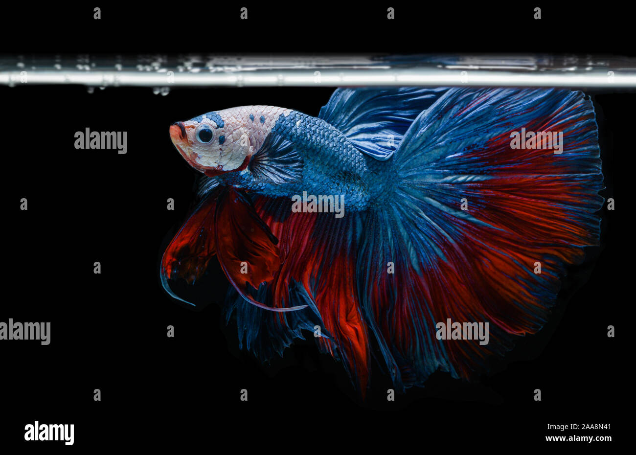 Red and blue Betta Saimese fighting fish with flutter waver fins ...