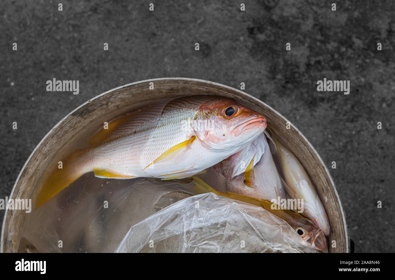 Sea fish catching from the ocean in the bucket with outdoor low ...