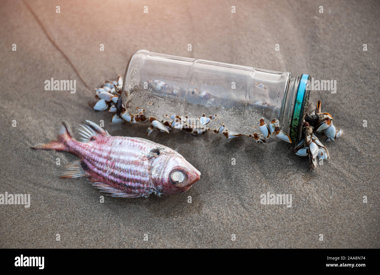 Death fish on the beach with outdoor low sunset lighting Stock Photo ...
