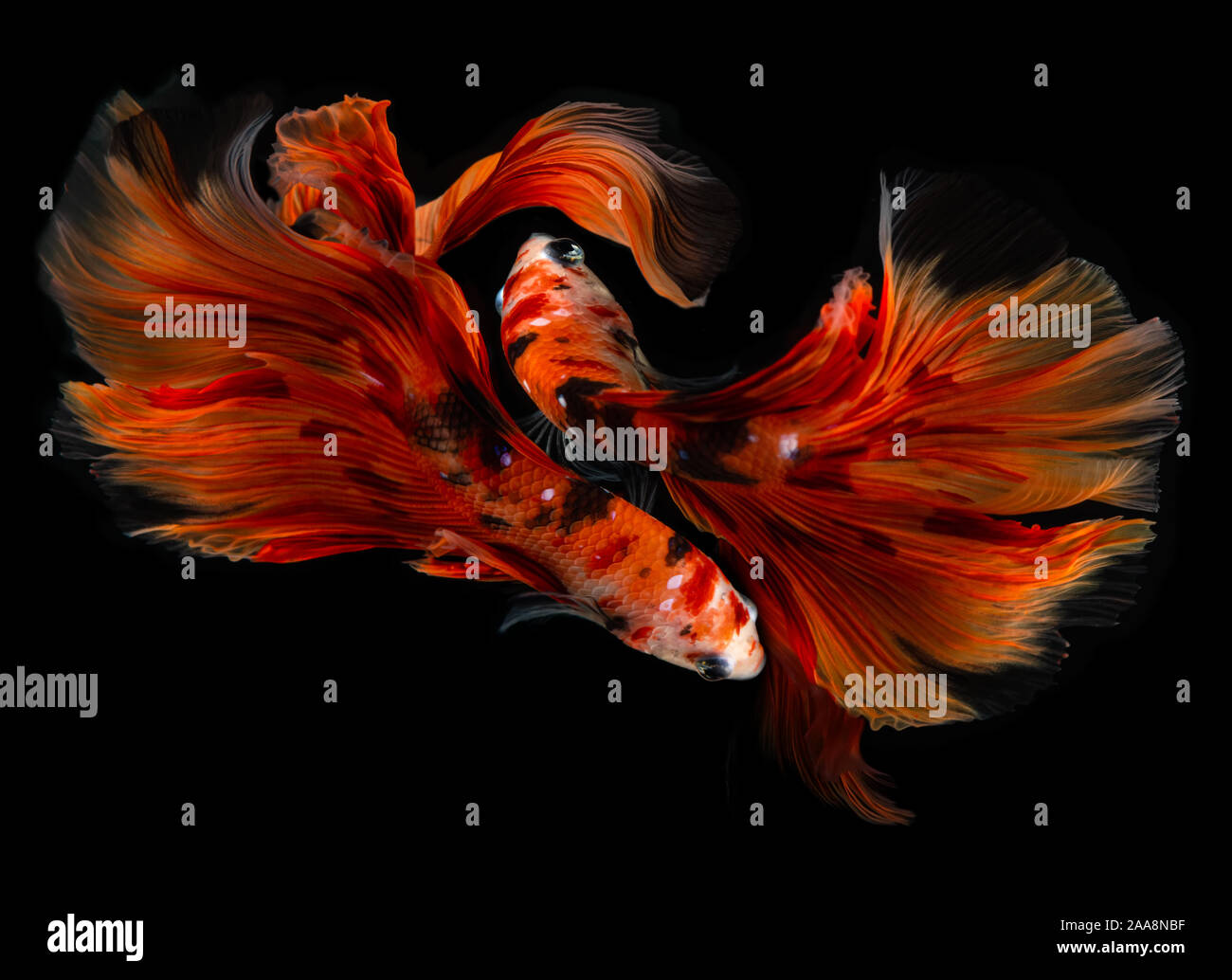 Fancy nemo betta or Siamese fighting fish in red and orange mixed with ...