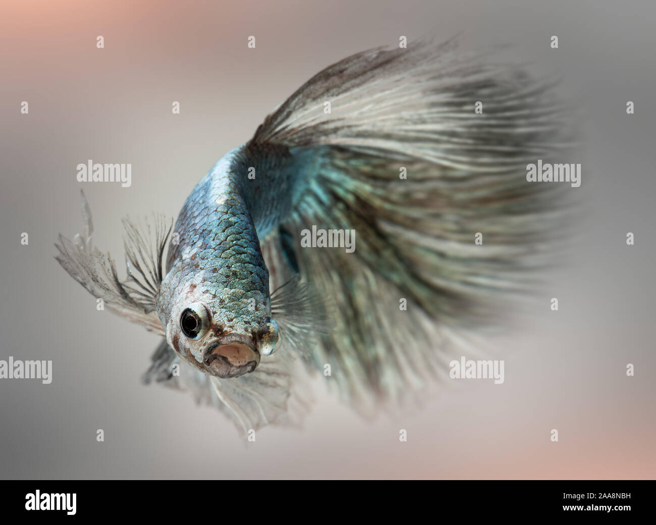 Emerald copper betta or Siamese fighting fish with studio lighting ...