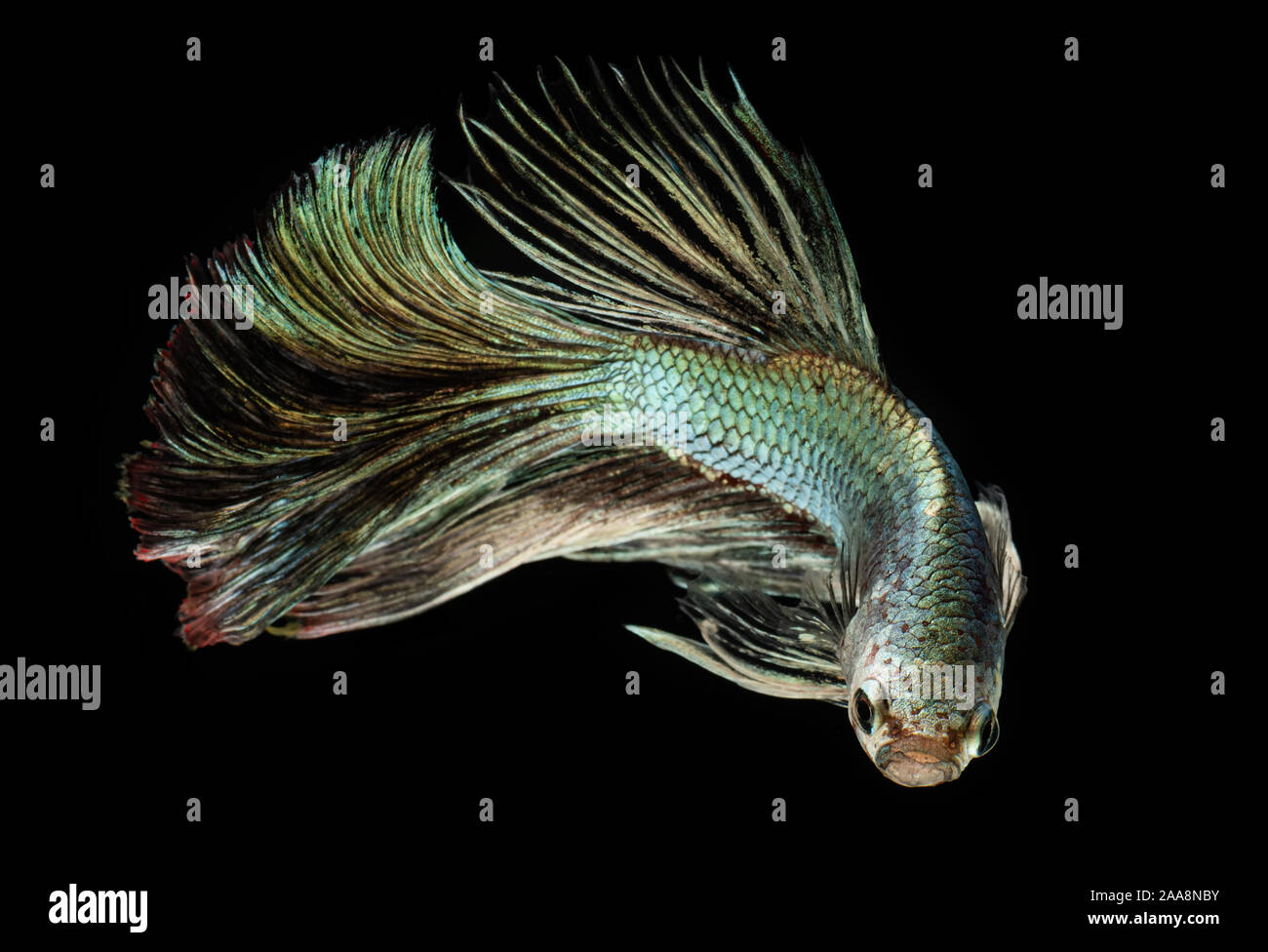 Emerald copper betta or Siamese fighting fish with studio lighting ...