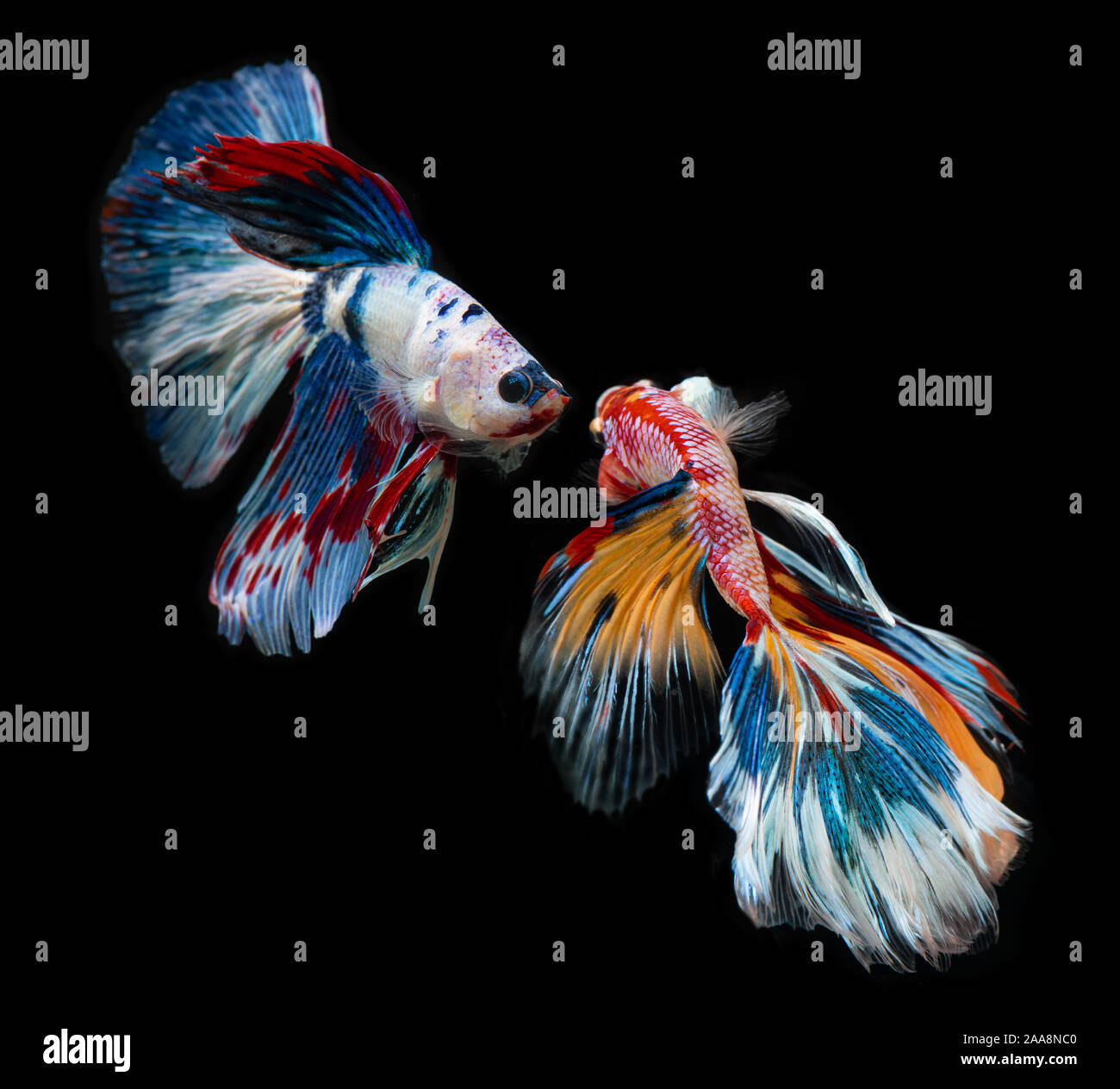 Fancy nemo betta or Siamese fighting fish in red and orange mixed with ...