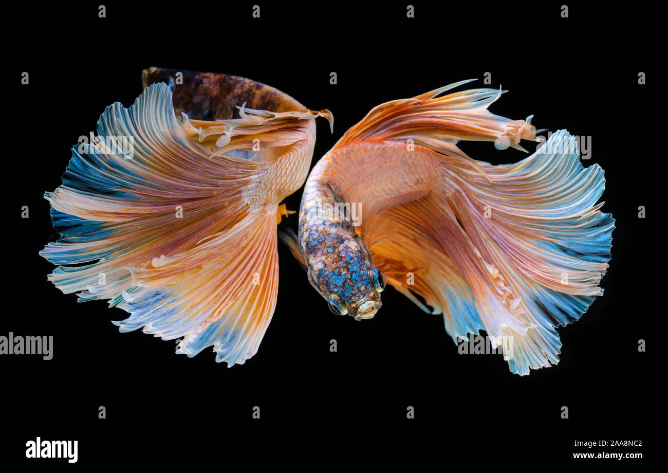 Fancy betta or Siamese fighting fish in blue and orange mixed with ...