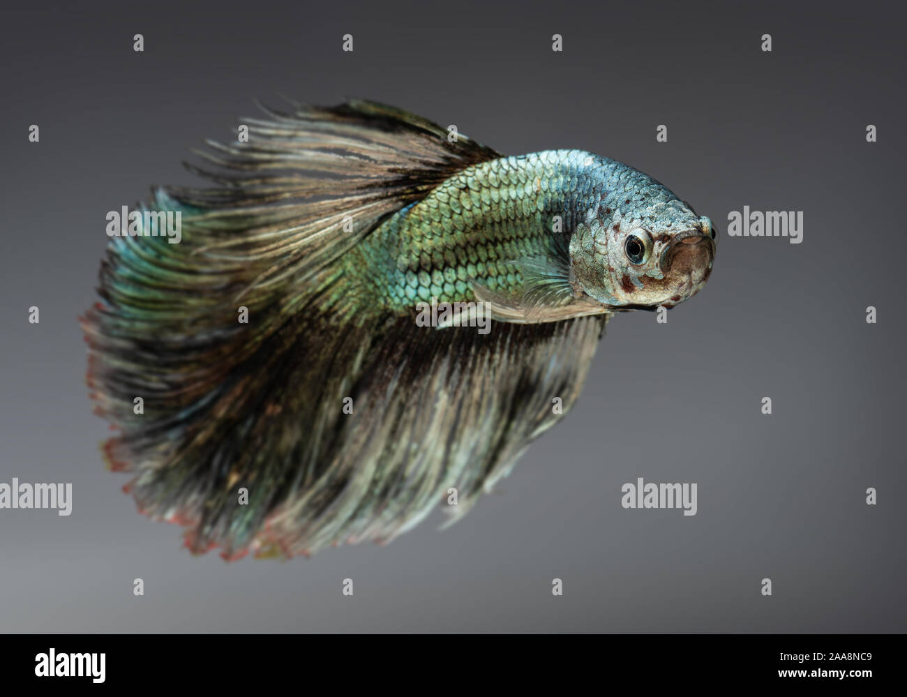 Emerald copper betta or Siamese fighting fish with studio lighting ...