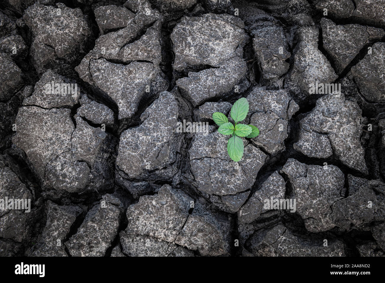 Small plant growing from cracked and dry mud in arid environment land ...