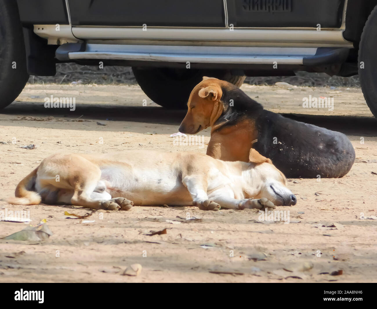 Indian dog breeds hi-res stock photography and images - Alamy