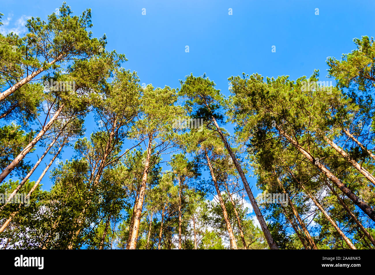 Spring forest with canopy trees on sky background. High treetops in ...