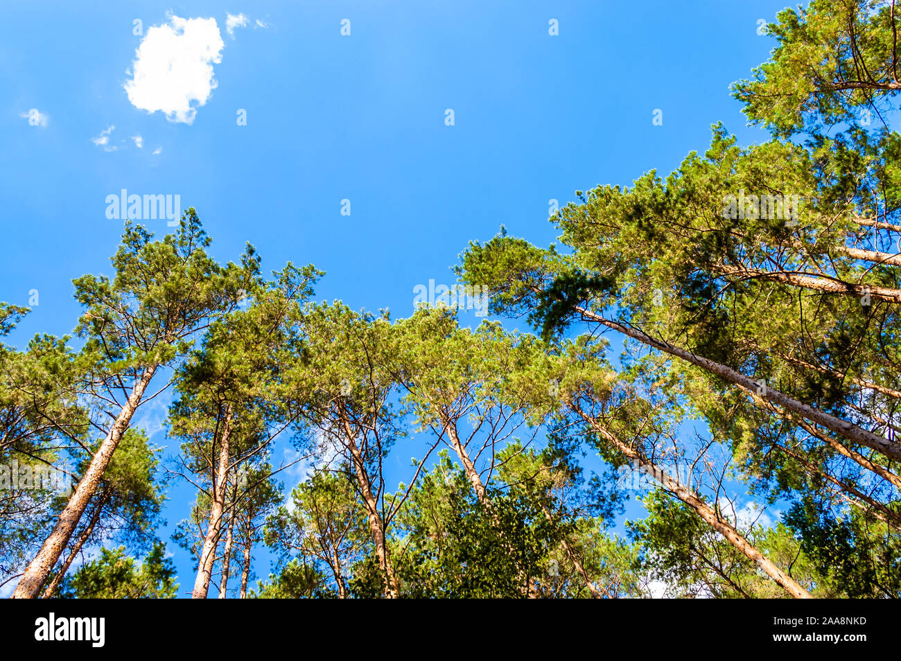 Spring forest with tree tops on sky background. Green canopies in pine ...