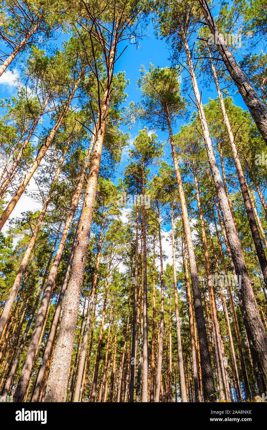 Spring forest with tree crowns on sky background. Green treetops in ...
