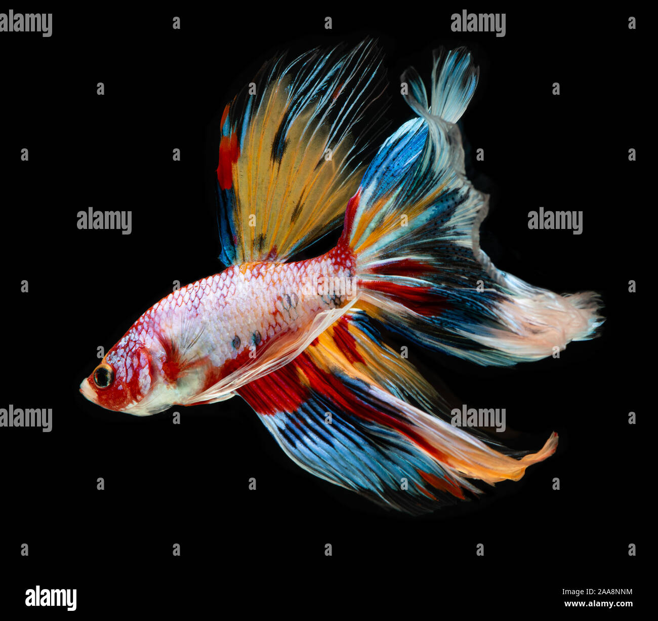 Fancy galaxy color betta or Siamese fighting fish in action Stock Photo ...